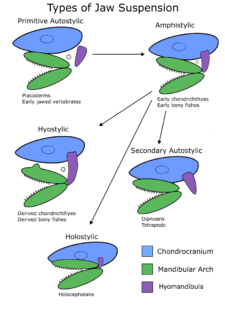 The Skull – Comparative Vertebrate and Human Anatomy: Ecology ...