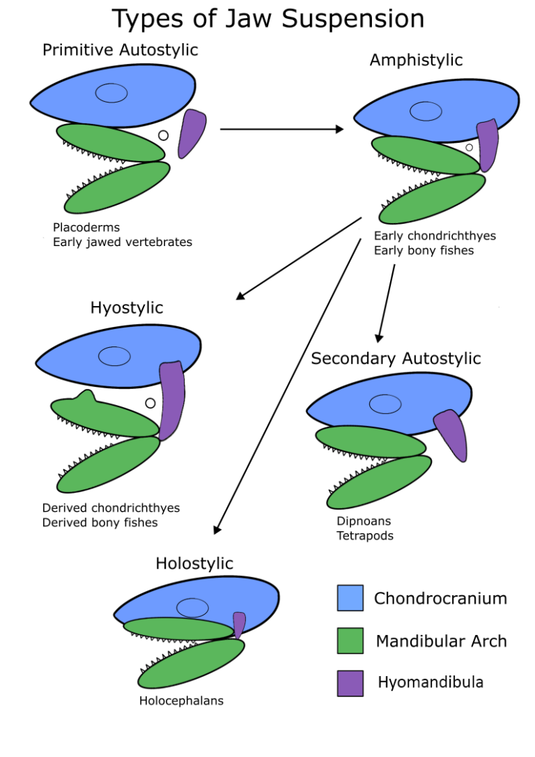 The Skull – Comparative Vertebrate and Human Anatomy: Ecology ...